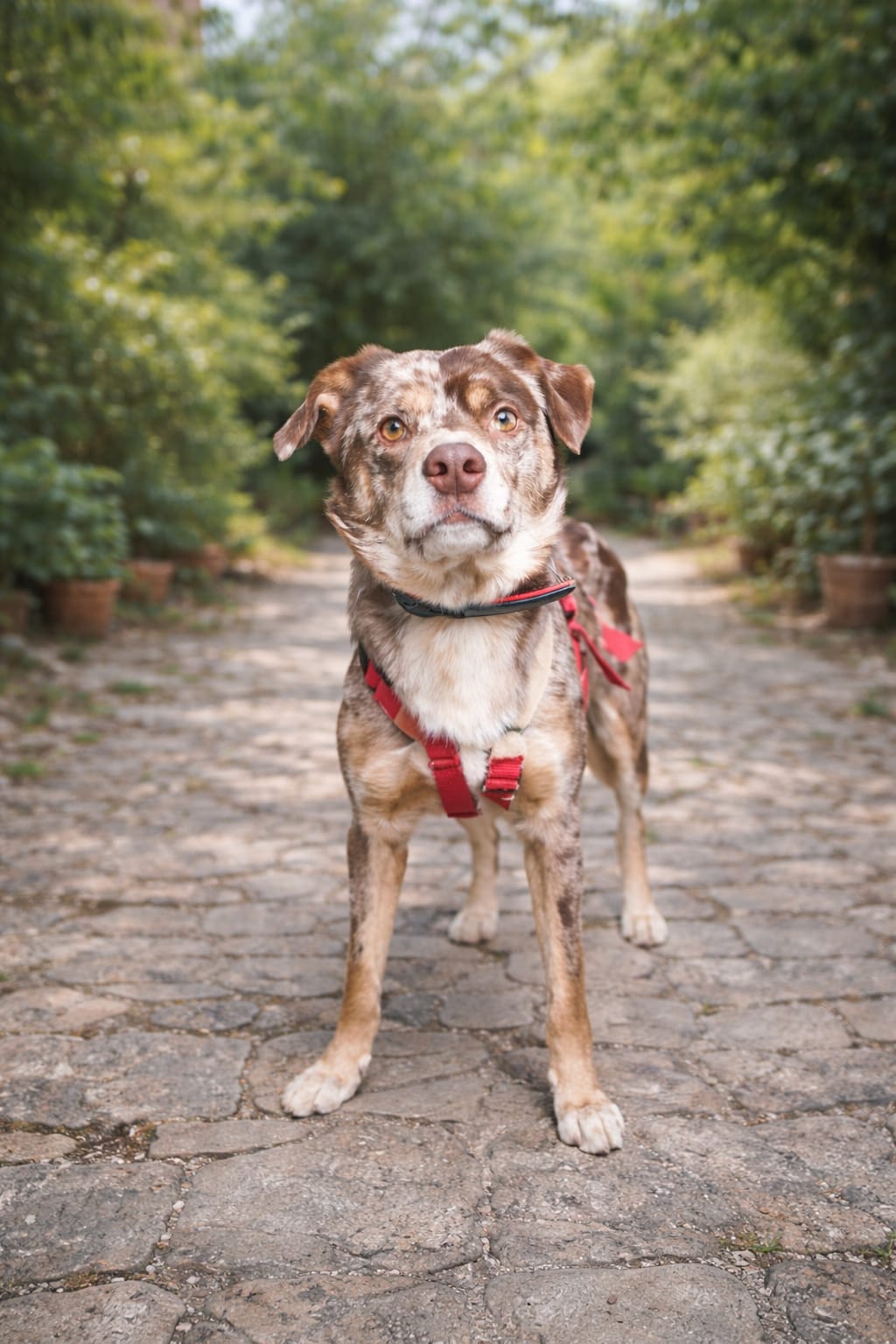 Tierschutzverein Mainz und Umgebung e. V.: Nick